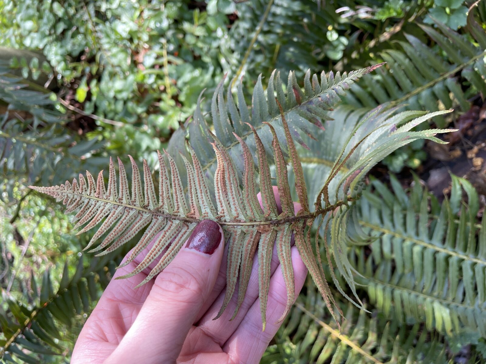 Growing with Generosity: Sword Fern (Polystichum munitum ...